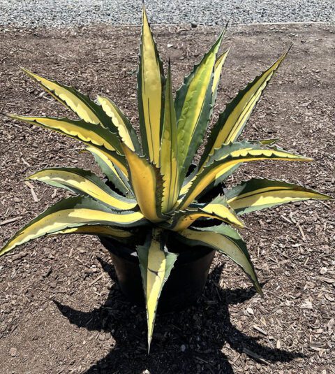 15G Agave Medio Picta Aurea - Cal Greenhouses