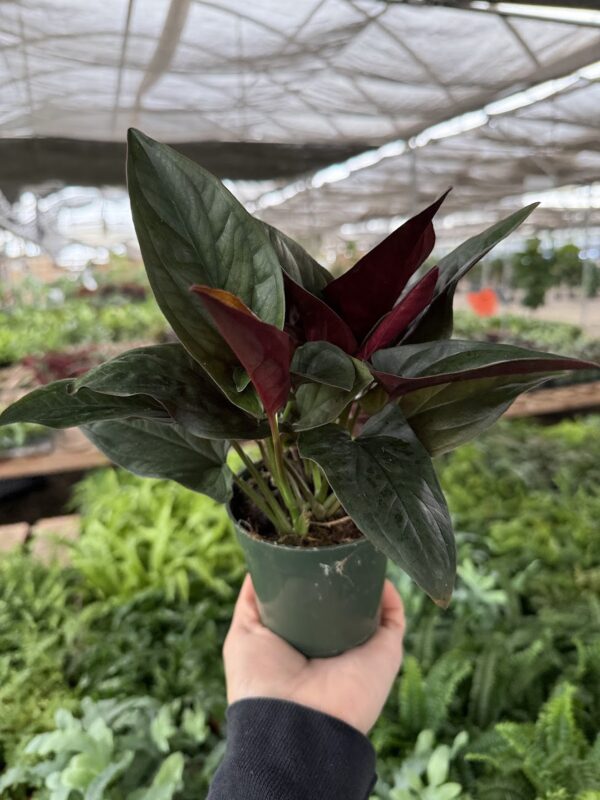 4" Syngonium Red Arrow - Cal Greenhouses