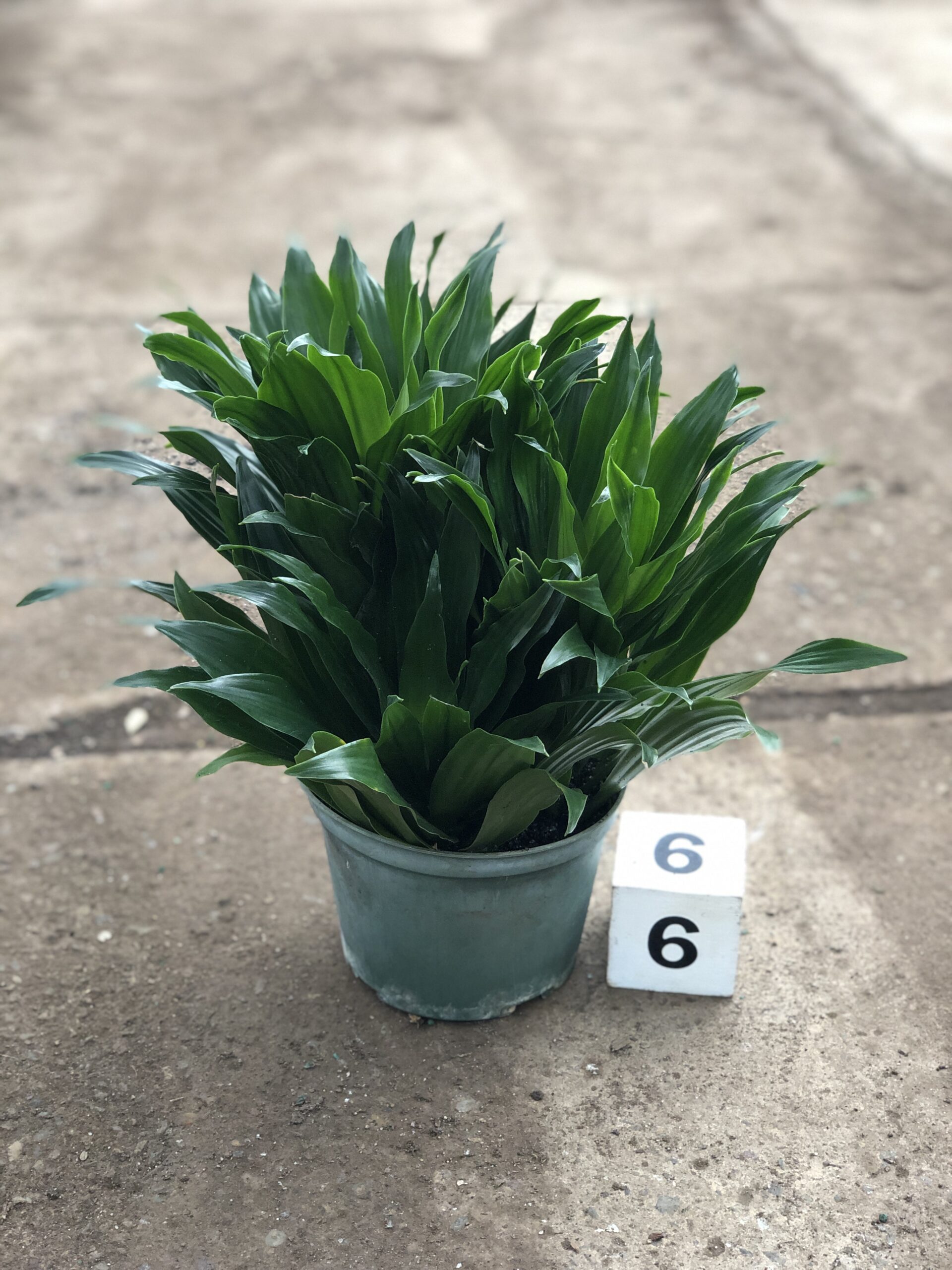 6" Dracaena Craigii Compacta, Tips, 1p - Cal Greenhouses