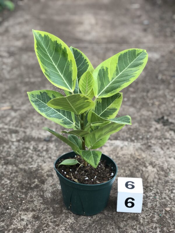 6" Ficus Altissima, Variegated - Cal Greenhouses