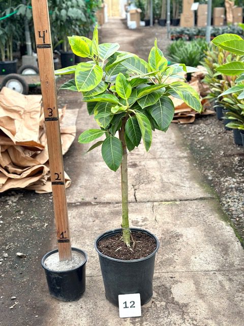 12" Ficus, Altissima Variegated, Standard - Cal Greenhouses