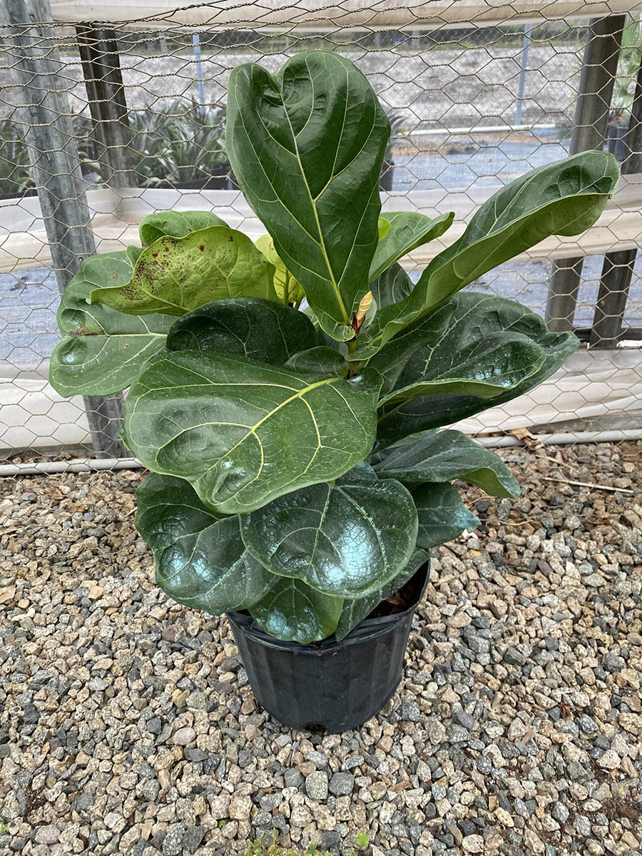 10" Ficus Lyrata, 3', 3p, Bush - Cal Greenhouses