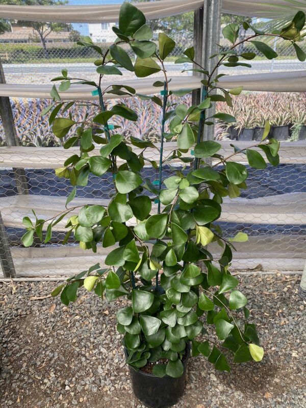 10" Ficus Triangularis, 4' - Cal Greenhouses
