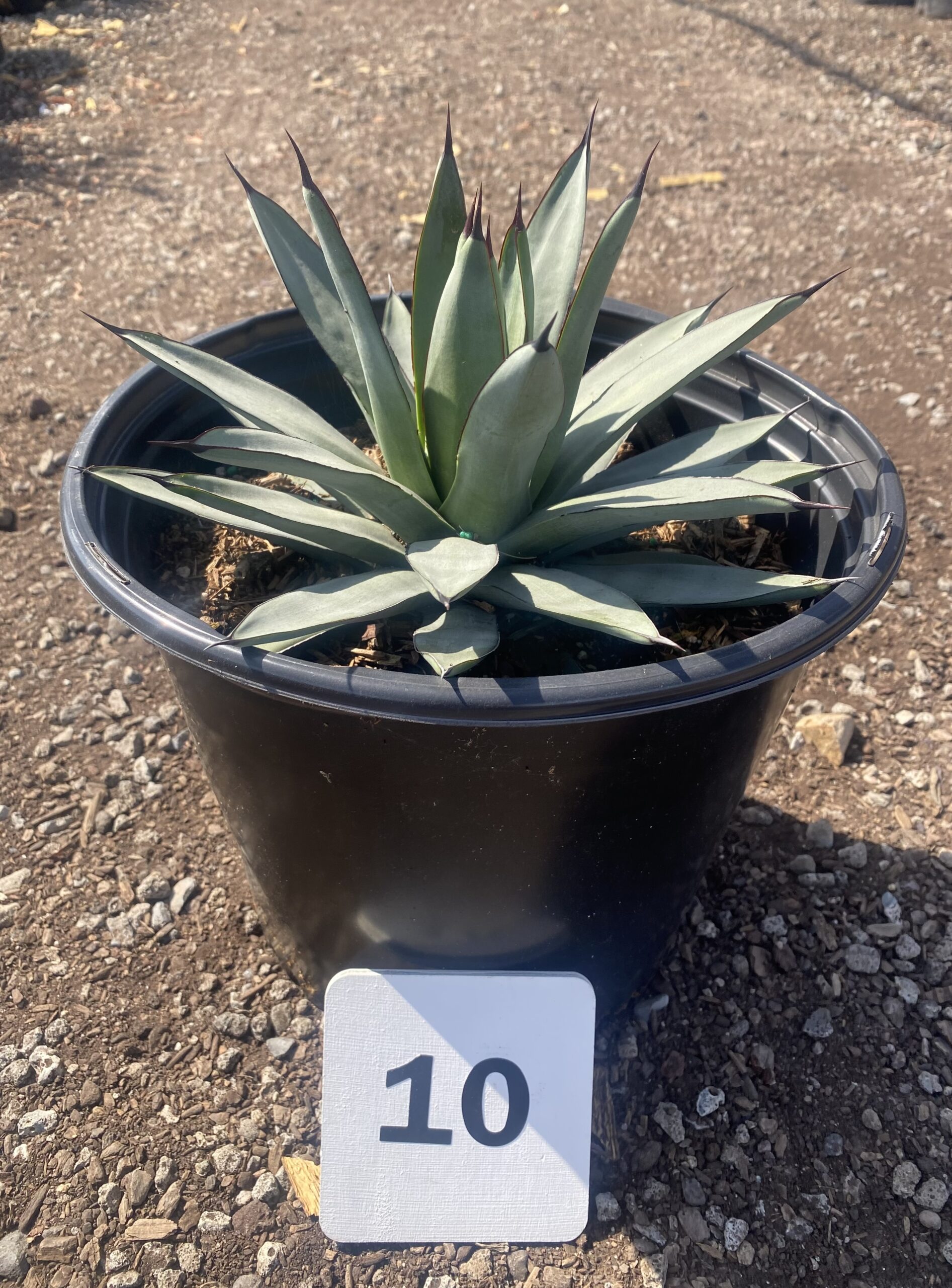 10"/5G Agave Blue Emperor - Cal Greenhouses