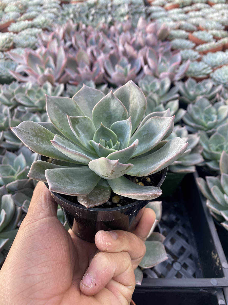 4" Echeveria Blue Prince - Cal Greenhouses