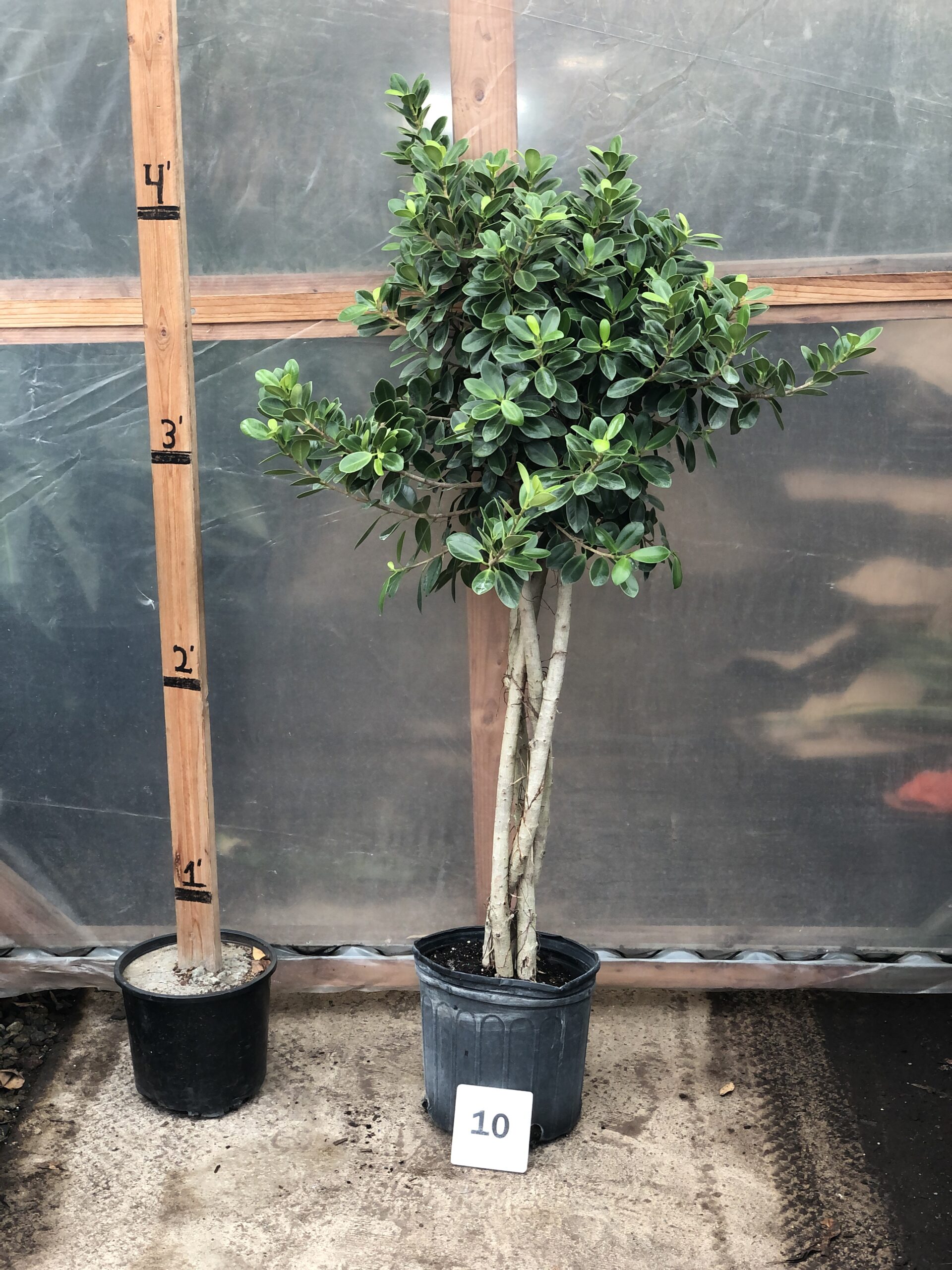 10" Ficus Green Island, 4', Braid - Cal Greenhouses