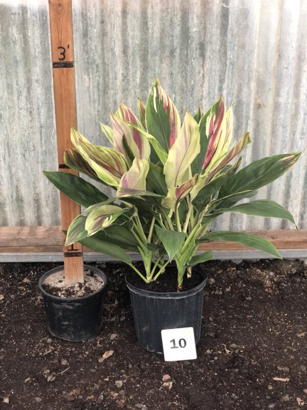 10" Cordyline Sherbert - Cal Greenhouses