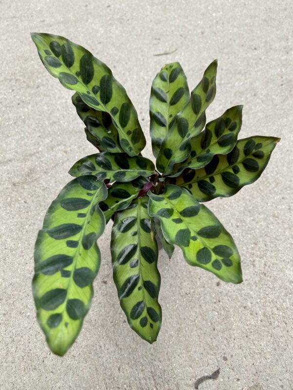 2" Calathea Concinna - Cal Greenhouses