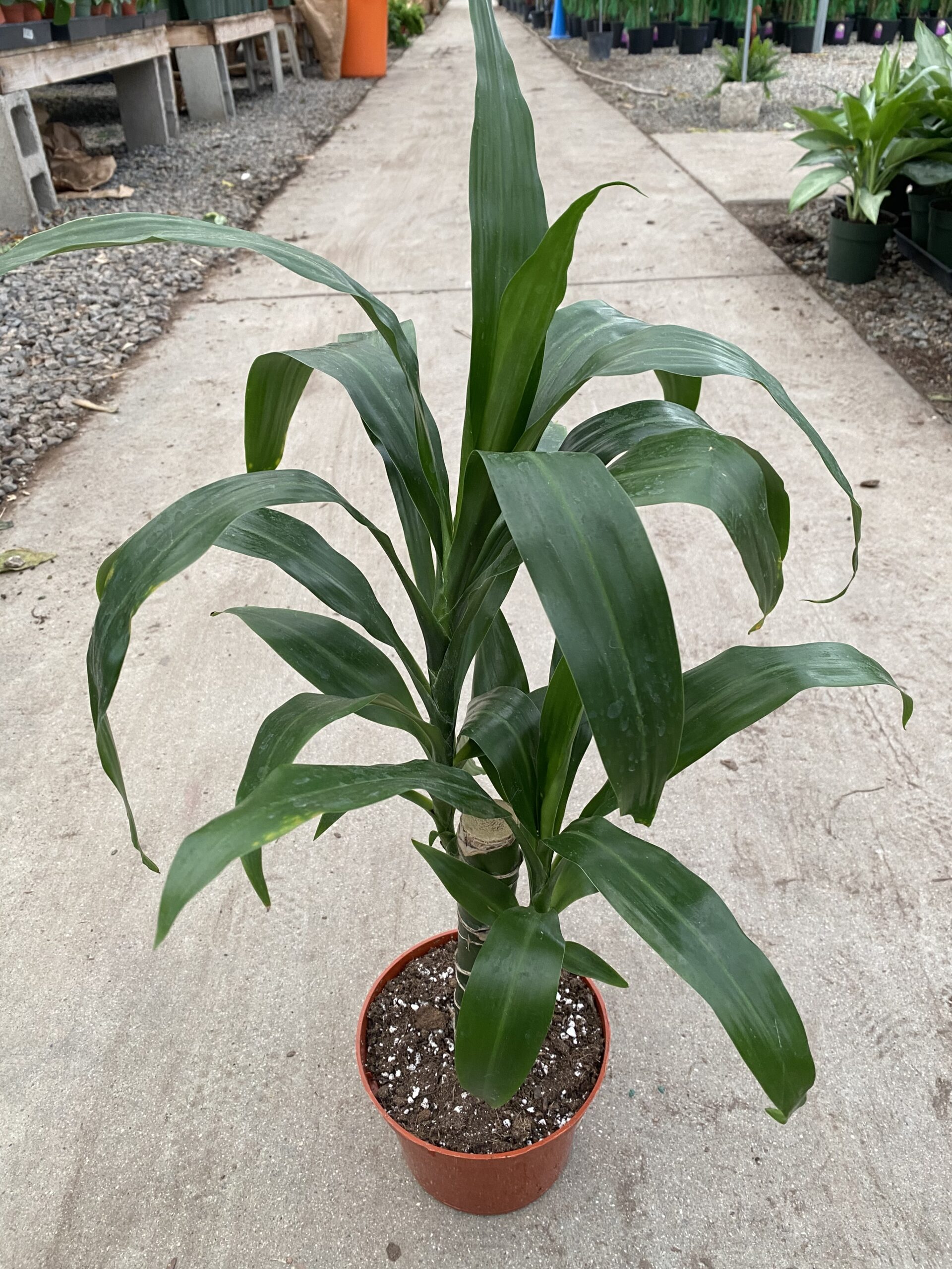 6" Dracaena Lisa 1P - Cal Greenhouses