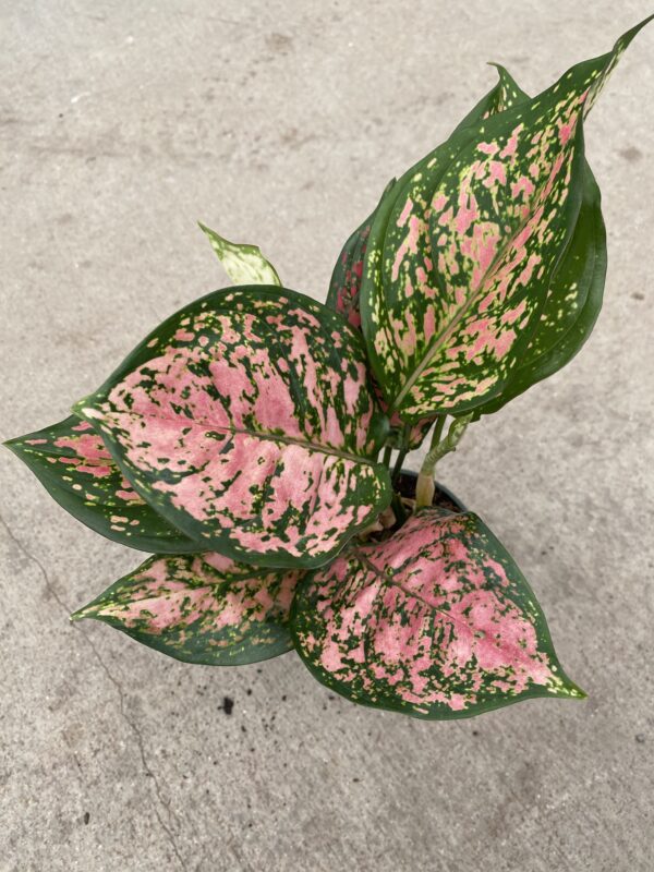 4" Chinese Evergreen Ruby Ray - Cal Greenhouses