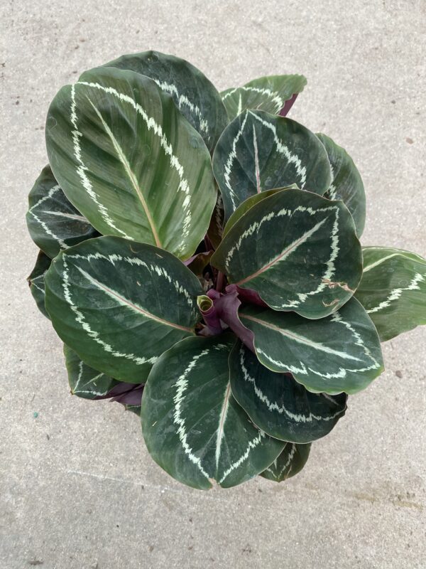 6" Calathea Roseo Picta - Cal Greenhouses