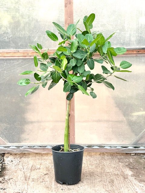 12" Ficus Audrey, Standard, 4.5'-5' - Cal Greenhouses