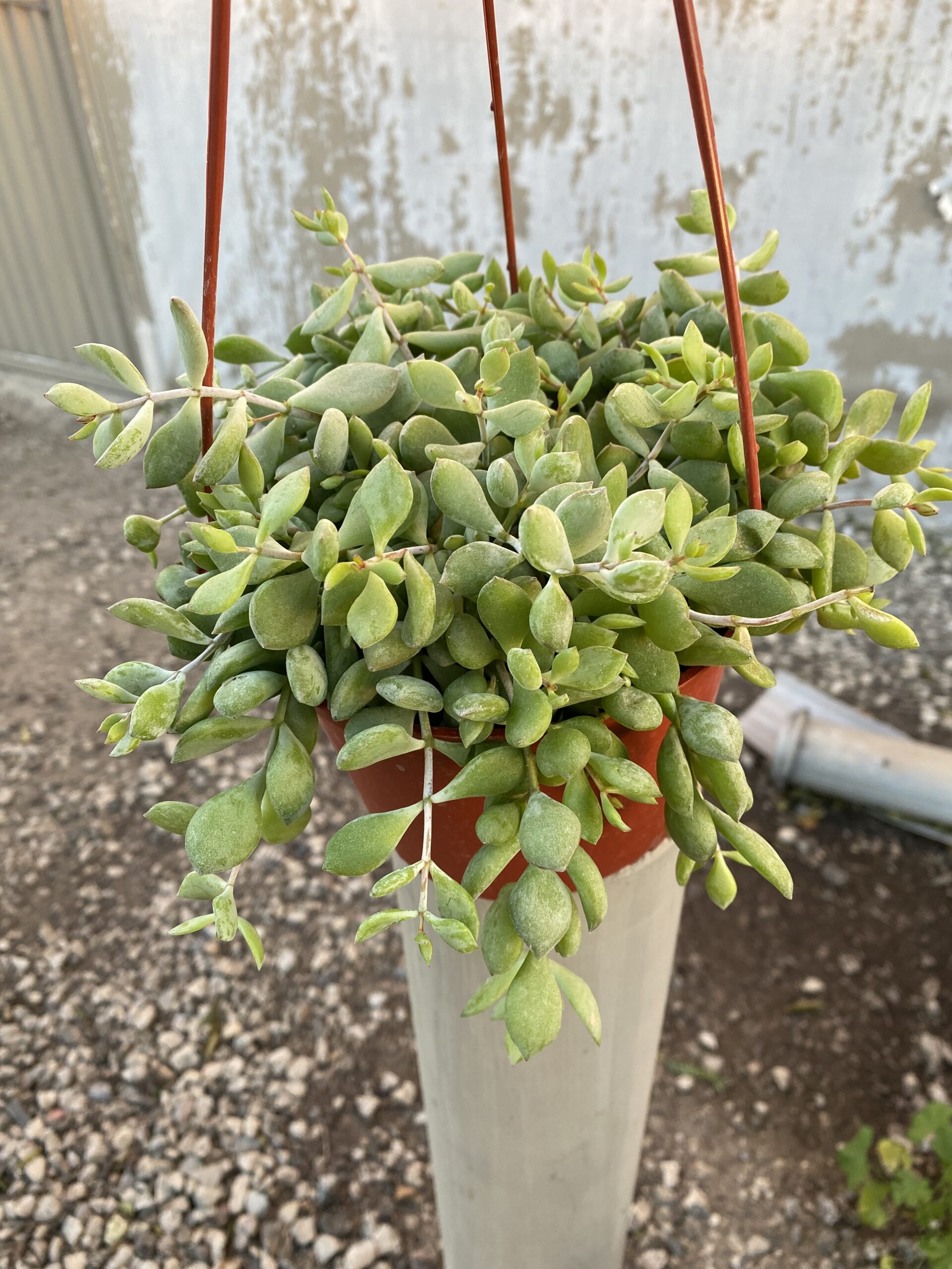 6" Cotyledon Pendens - Cal Greenhouses