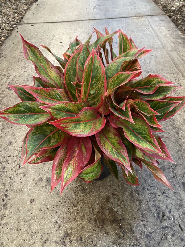 8" Chinese Evergreen Siam, Red - Cal Greenhouses