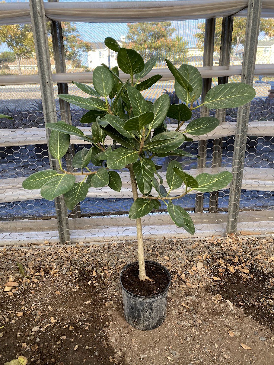 10" Ficus Audrey, 4', Standard - Cal Greenhouses
