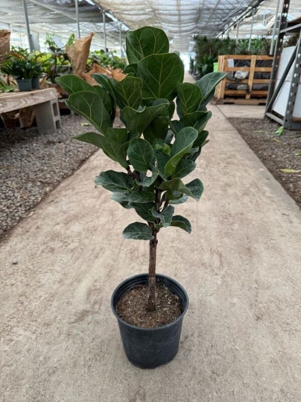 8" Ficus Lyrata Little Fiddle, Standard - Cal Greenhouses