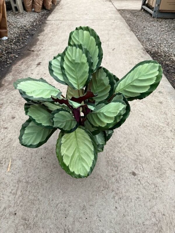 8" Calathea Royal Standard - Cal Greenhouses