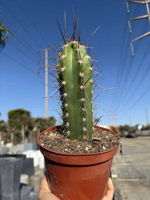 6" Stetsonia coryne - Cal Greenhouses