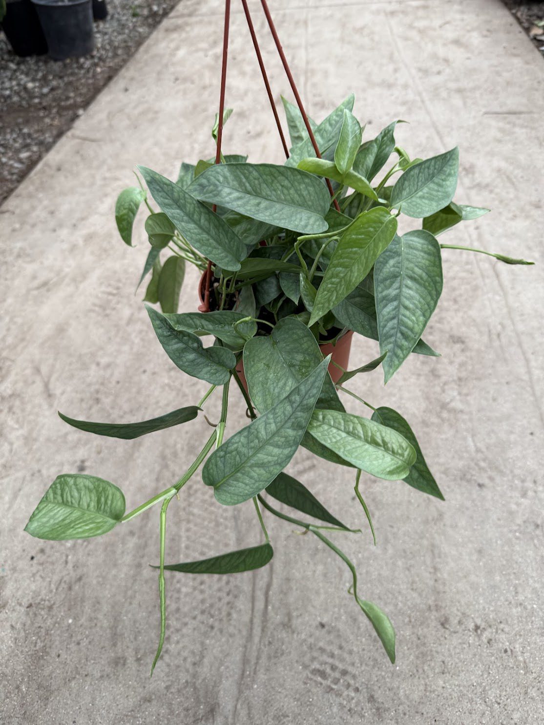 6" Pothos Cebu Blue - Cal Greenhouses