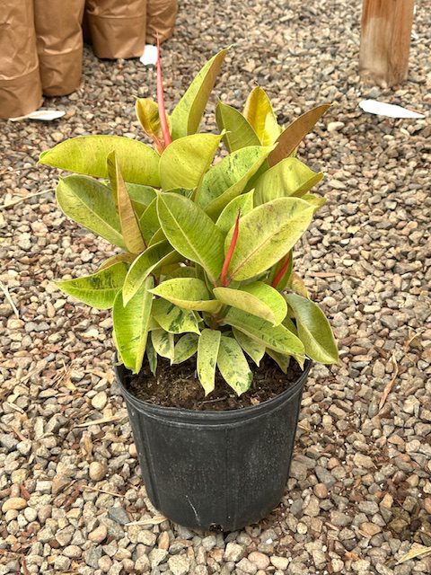 10" Ficus Shivereana, 2.5' - Cal Greenhouses