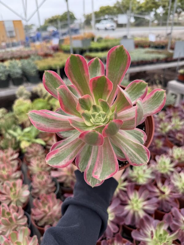 6" Aeonium Pink Witch - Cal Greenhouses