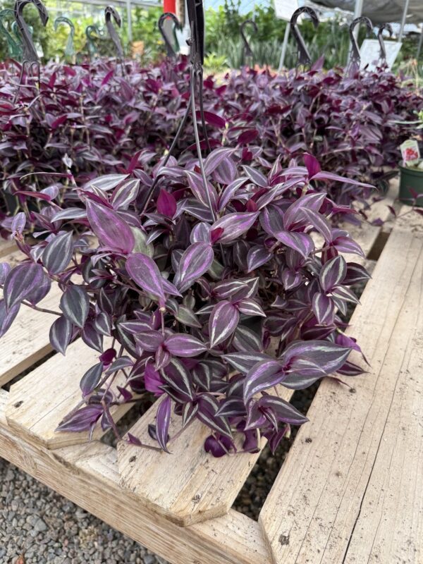 8" Tradescantia Red Gem - Cal Greenhouses