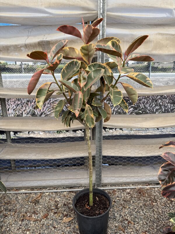 14" Ficus Decora Ruby, Standard - Cal Greenhouses